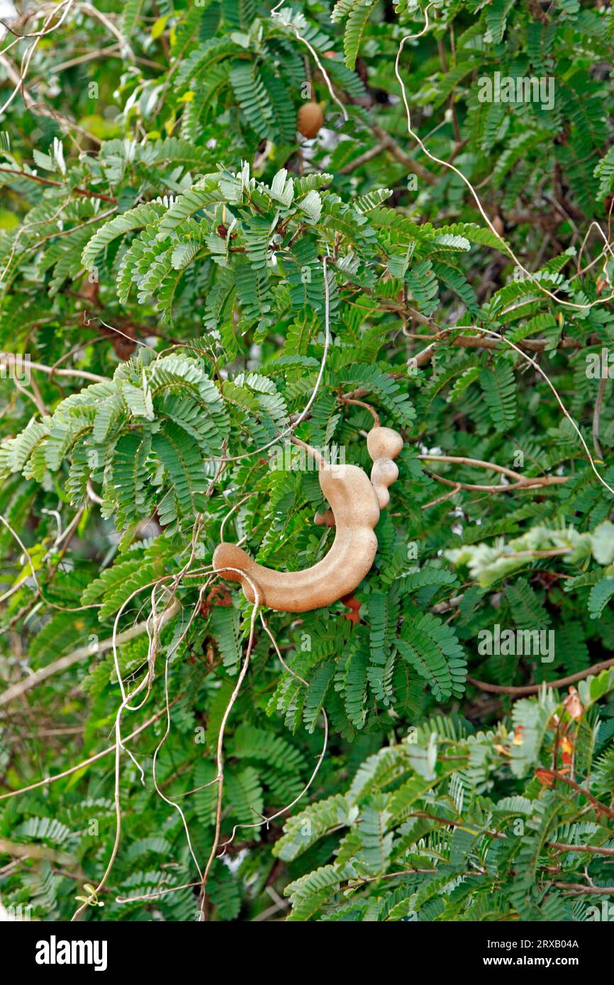 Tamarind (Tamarindus indica), fruit on tree, Magadascar Stock Photo - Alamy
