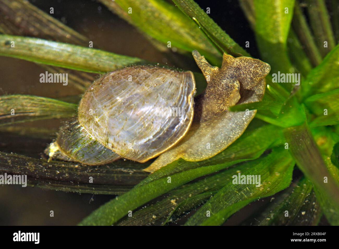 Pondsnail hi-res stock photography and images - Alamy