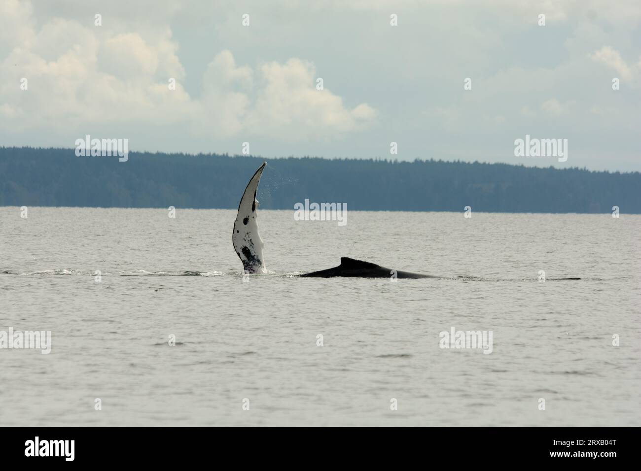 Humpback whale swimming along the coast in Discovery Passage between ...