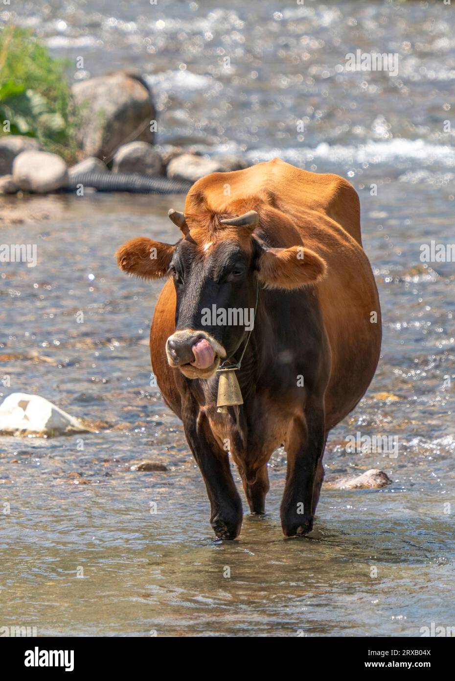 A cow cooling off in the river in hot weather in Turkey Stock Photo - Alamy