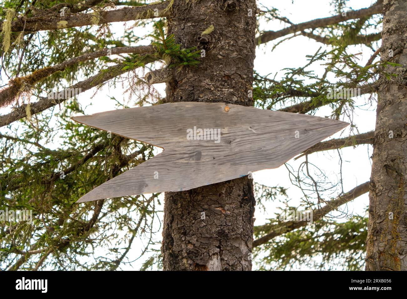 Wooden directional sign attached to a pine tree in Turkey Stock Photo ...