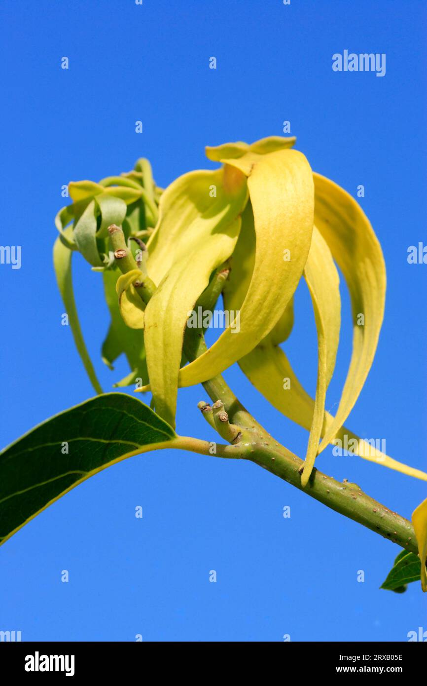 Alangilang, blossom, Nosy Be, Madagascar, Annonaceae (Cananga odorata ...