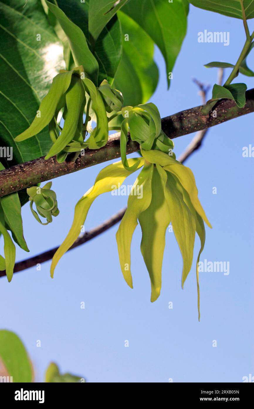 Alangilang, blossom, Nosy Be, Madagascar, Annonaceae (Cananga odorata ...