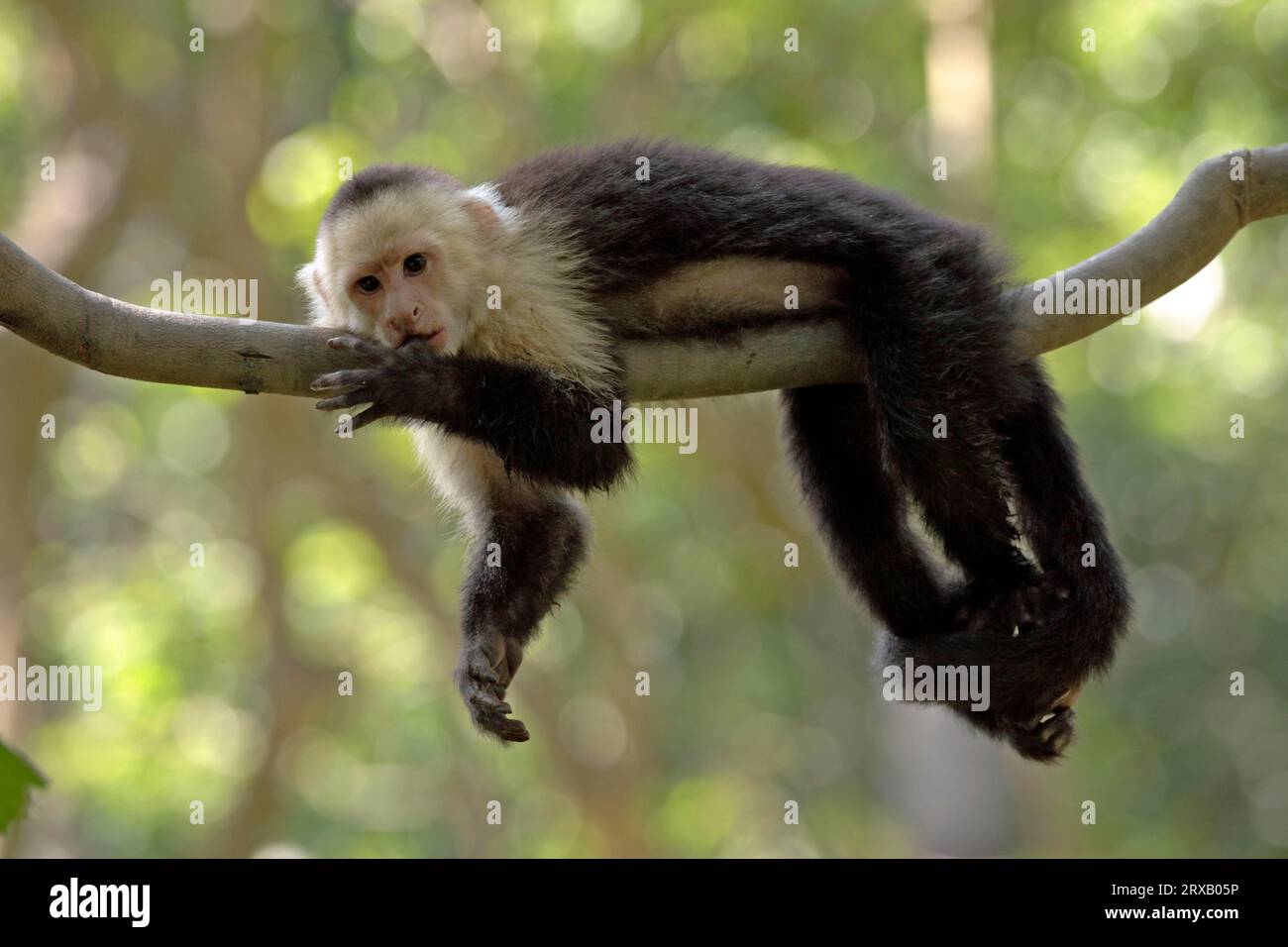 White-throated Capuchin, Roatan, Honduras (Cebus capucinus Stock Photo ...