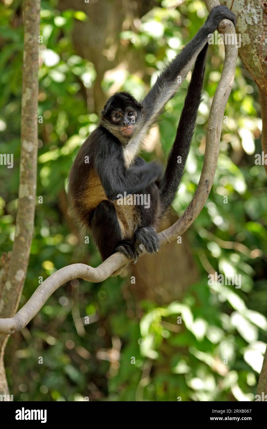 Black-handed spider monkey (Ateles geoffroyi), geoffroy's spider monkey ...