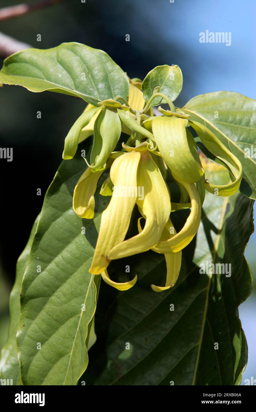 Alangilang, blossom, Nosy Be, Madagascar, Annonaceae (Cananga odorata ...