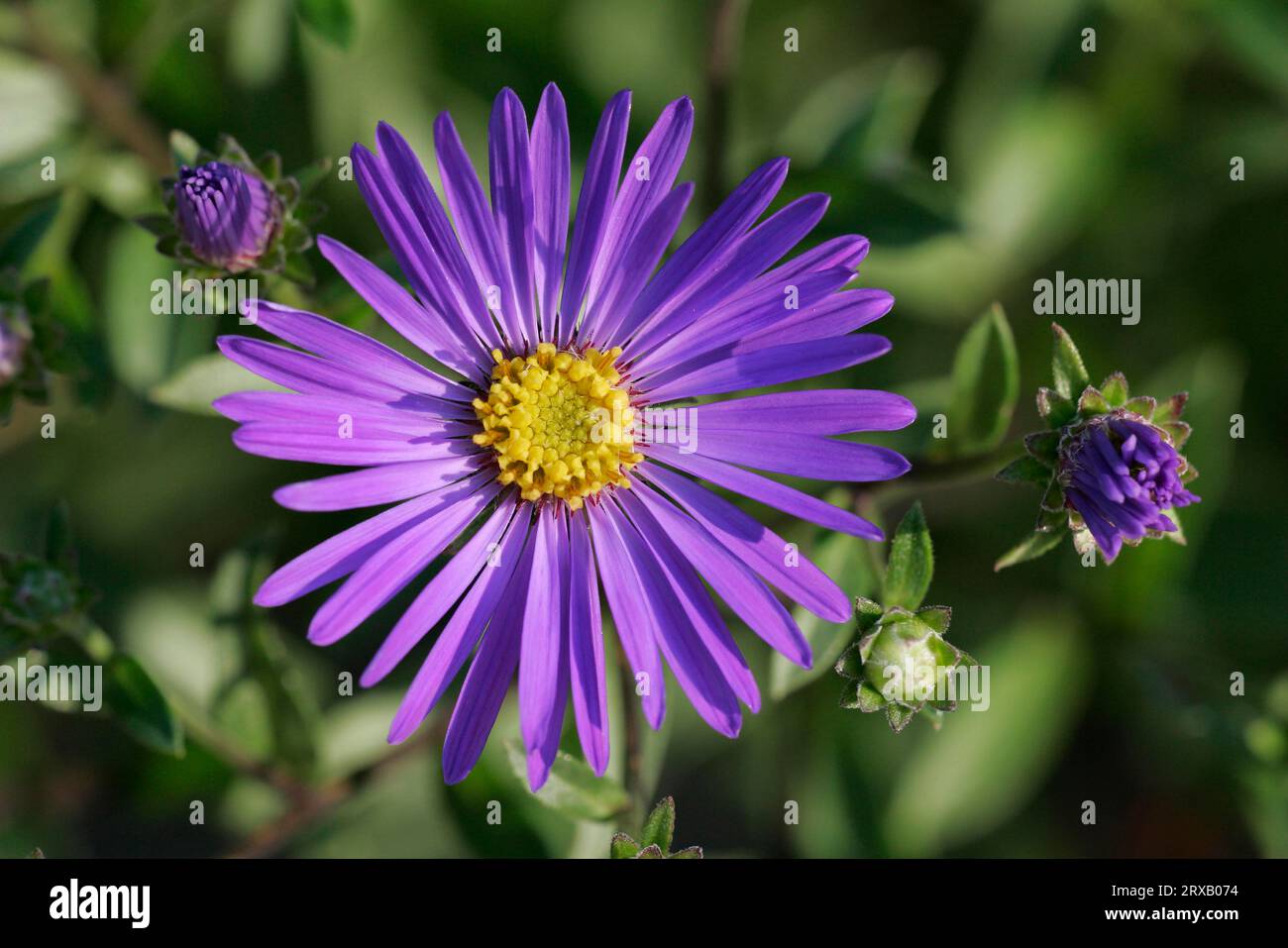 Italian Aster 'Veilchenkonigin' (Aster amellus Stock Photo - Alamy