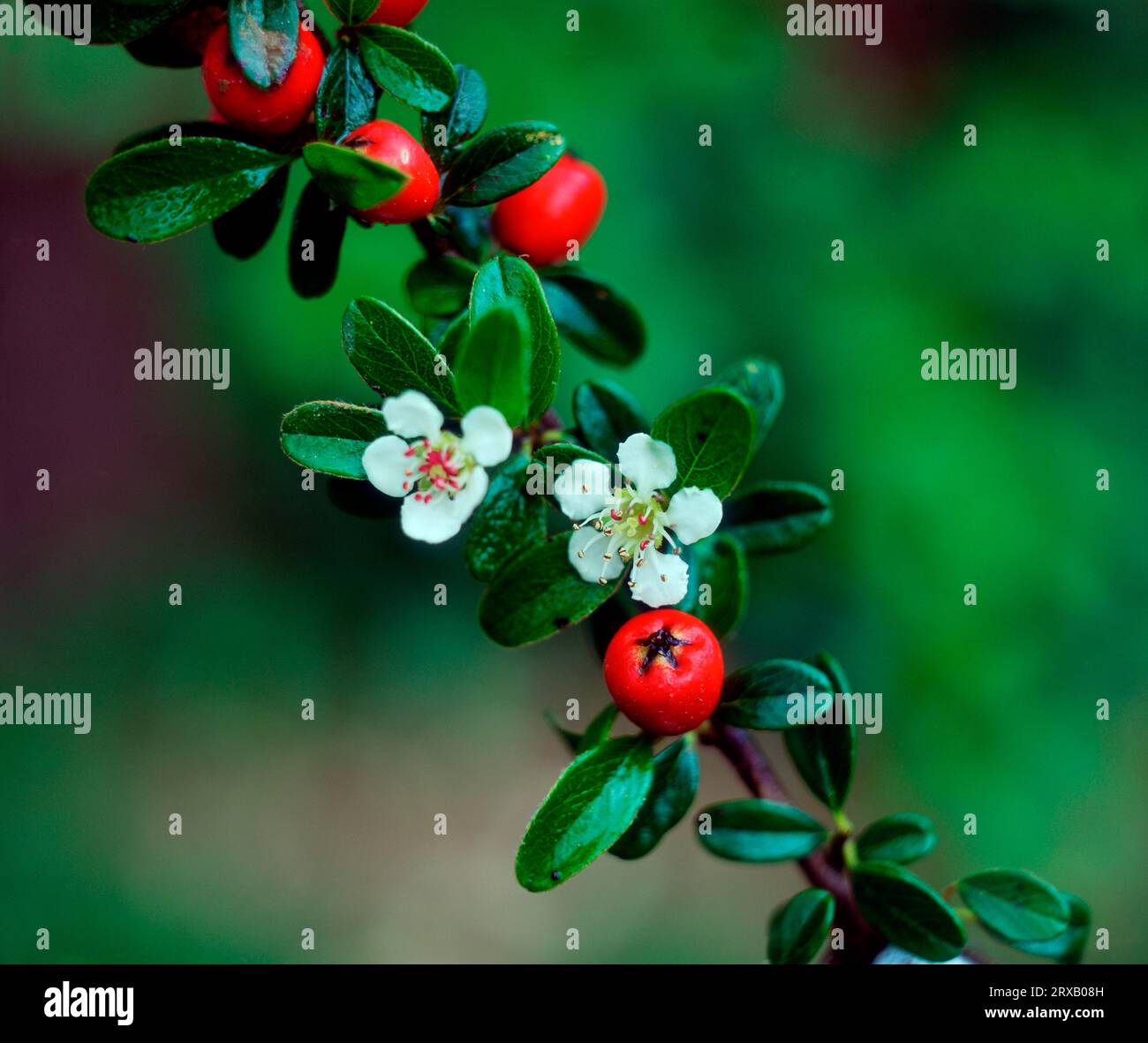 Cotoneaster rock hi-res stock photography and images - Alamy