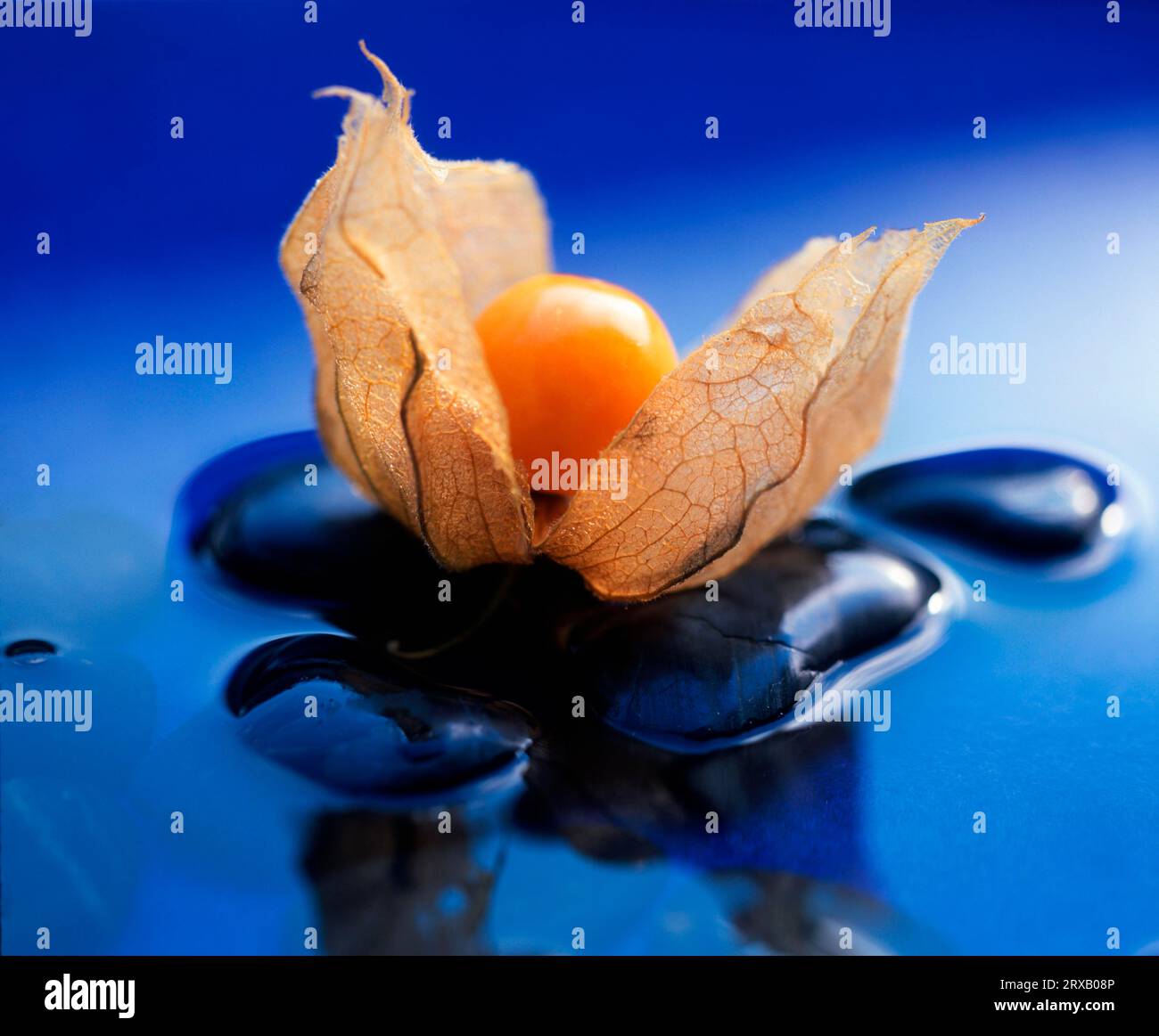 Andean cherry hi-res stock photography and images - Alamy