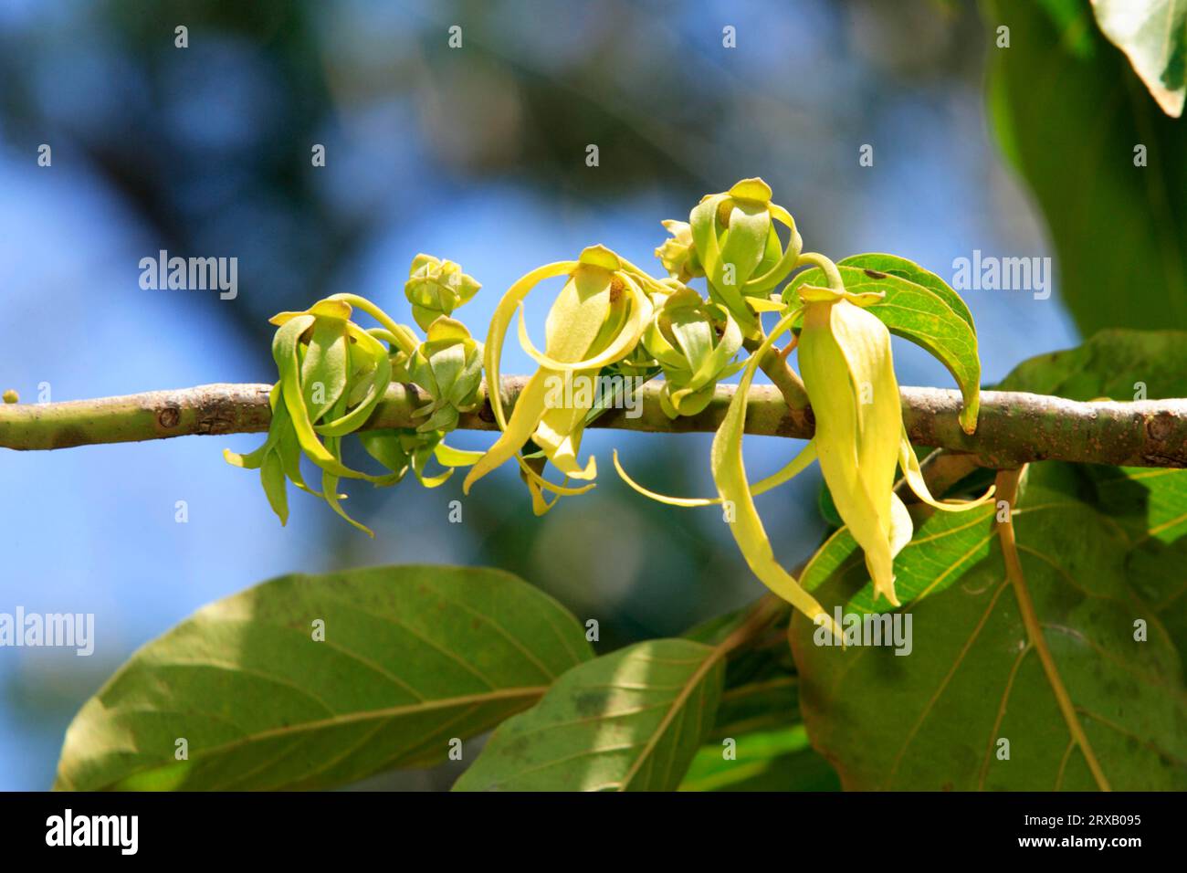 Alangilang, blossom, Nosy Be, Madagascar, Annonaceae (Cananga odorata ...