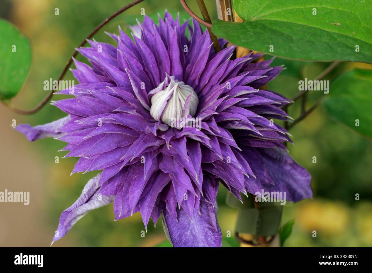 Clematis multi blue hi-res stock photography and images - Alamy