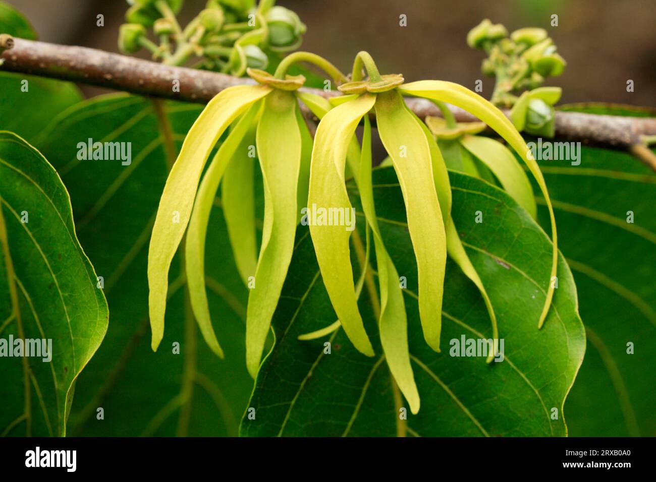 Alangilang, blossom, Nosy Be, Madagascar, Annonaceae (Cananga odorata ...