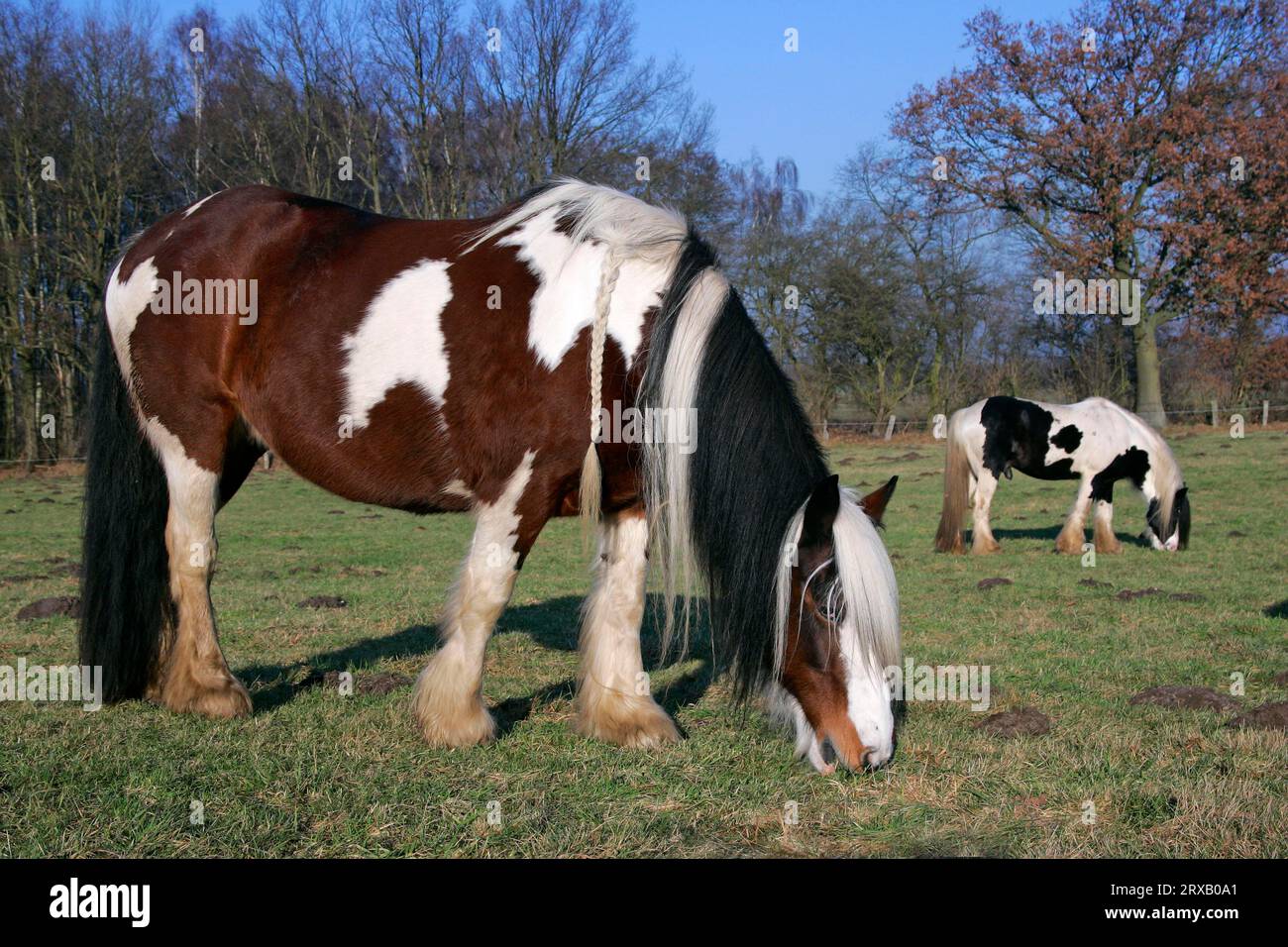Irish Tinker Ponies Stock Photo - Alamy