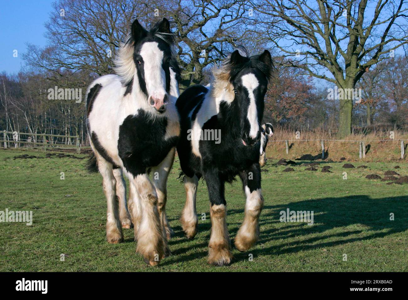 Irish Tinker Ponies Stock Photo - Alamy