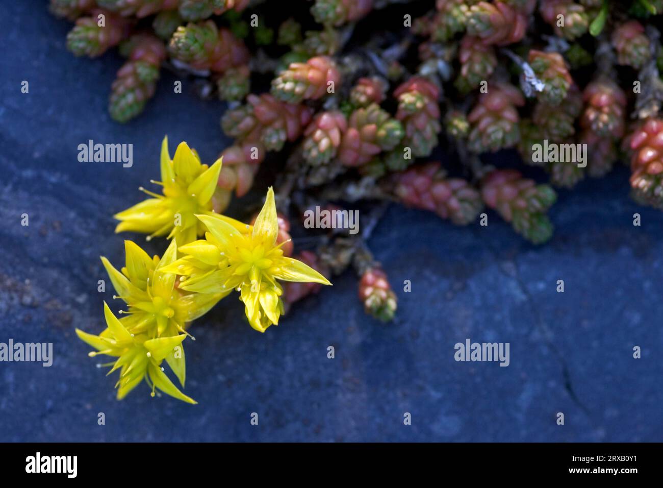 Goldmoss stonecrop (Sedum acre), Norway sprite Stock Photo - Alamy