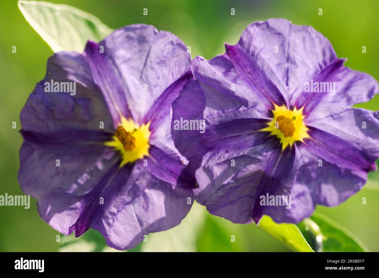 Blue Potato Bush (Solanum rantonnetii), Blue Solanum Stock Photo - Alamy
