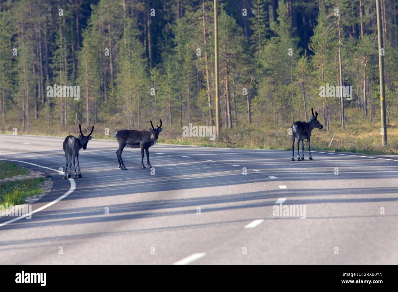 Reindeer (Rangifer tarandus) on road, Finland Stock Photo - Alamy