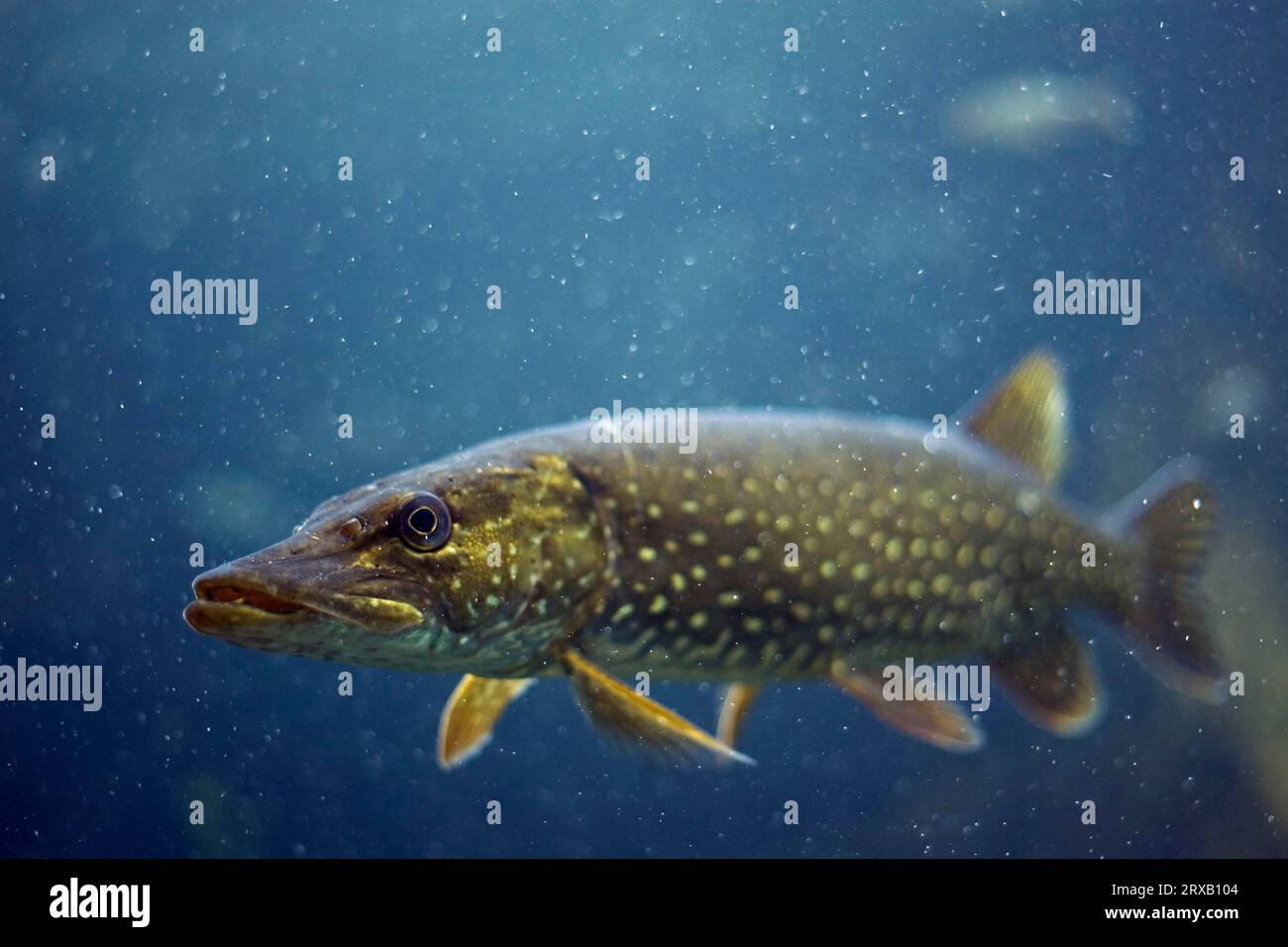 Common hake hi-res stock photography and images - Alamy