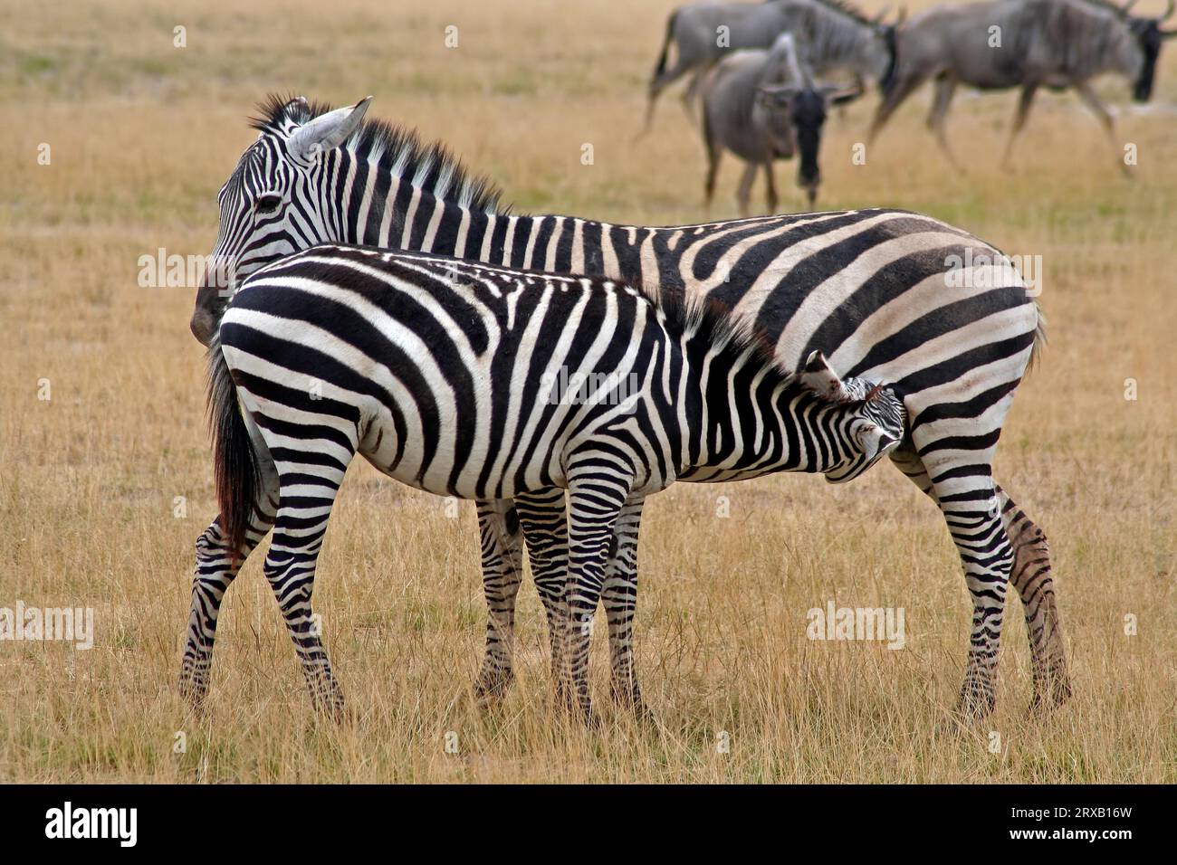 Zebras in Amboseli National Park Kenya ------------------------------ a ...