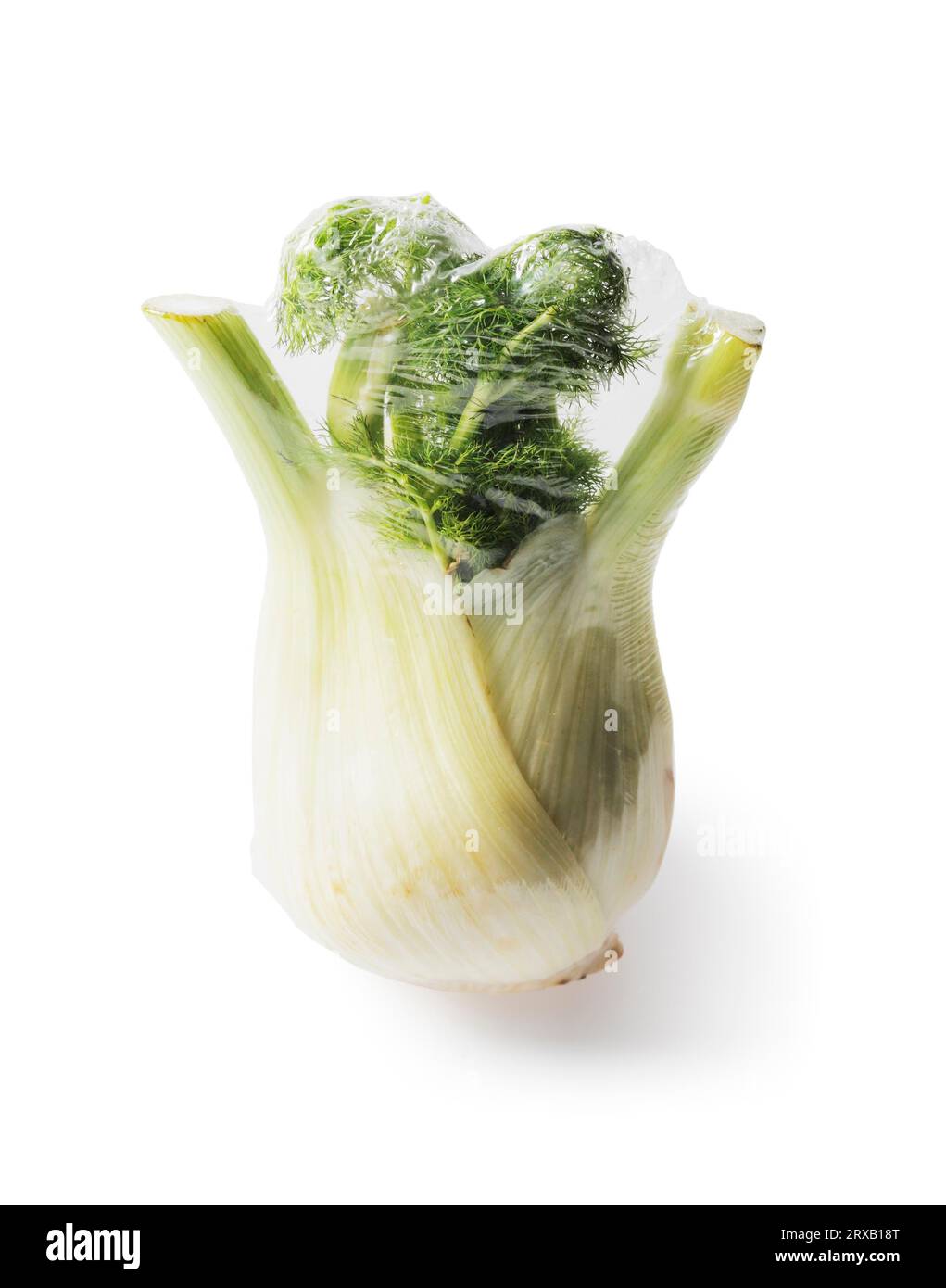 Fennel bulb wrapped in plastic Stock Photo - Alamy