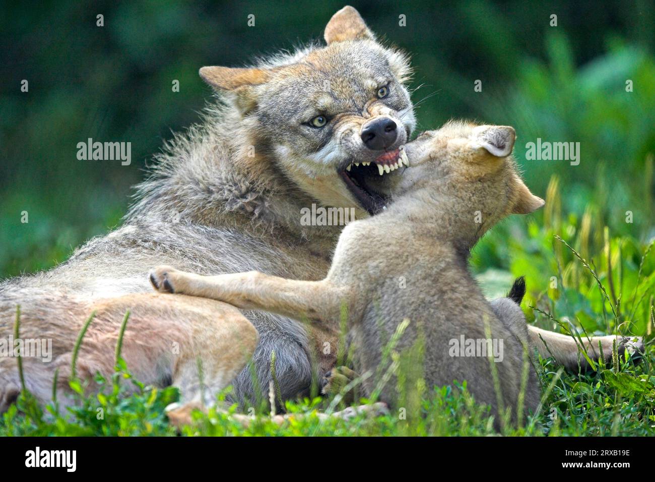 Wolf, gray wolves (Canis lupus), captivity, Germany, young animals ...