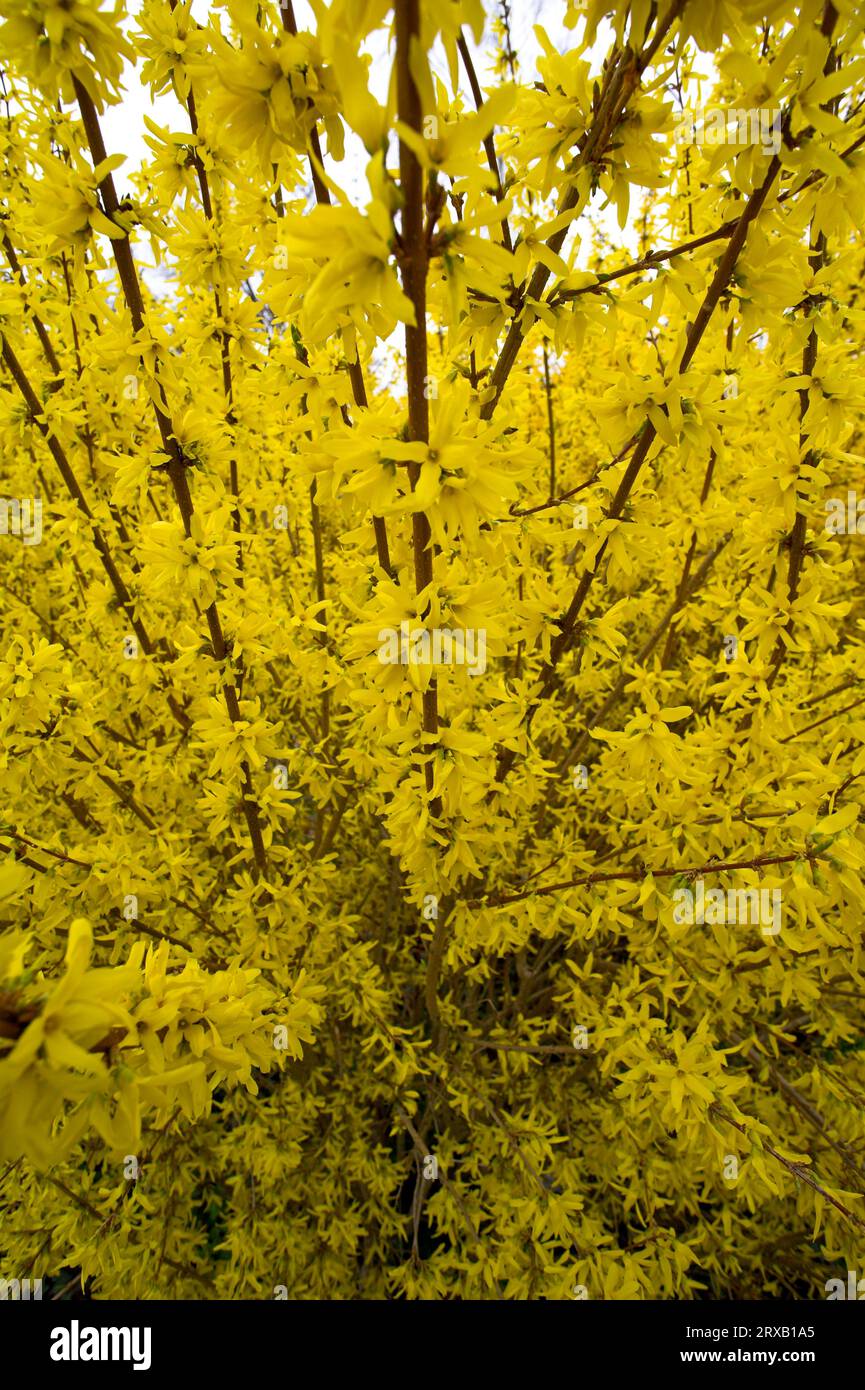 Shrub goldilocks hi-res stock photography and images - Alamy