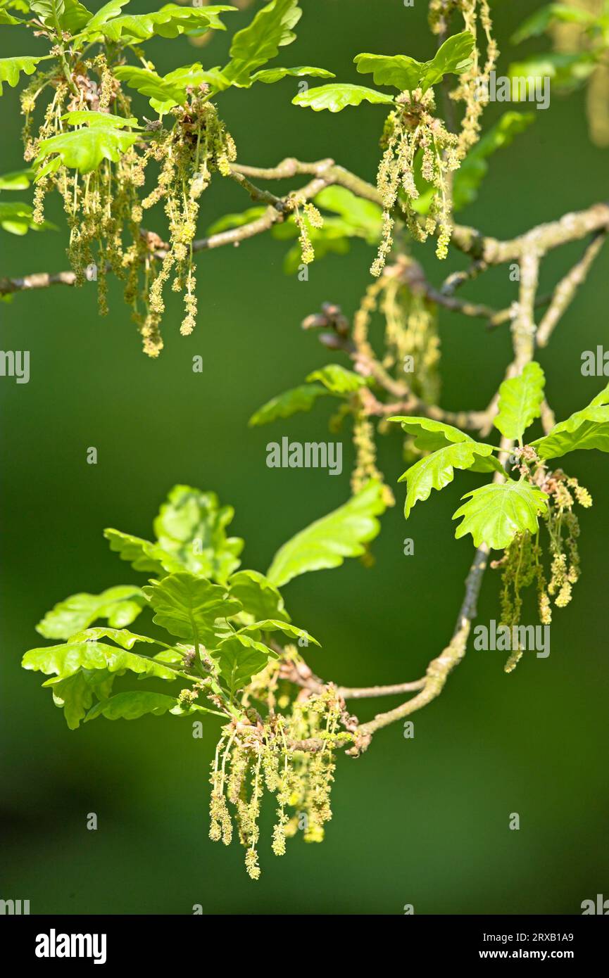 Oak, oak trees (quercus) (quercus rubor), oak, oaktree, roble, chene ...