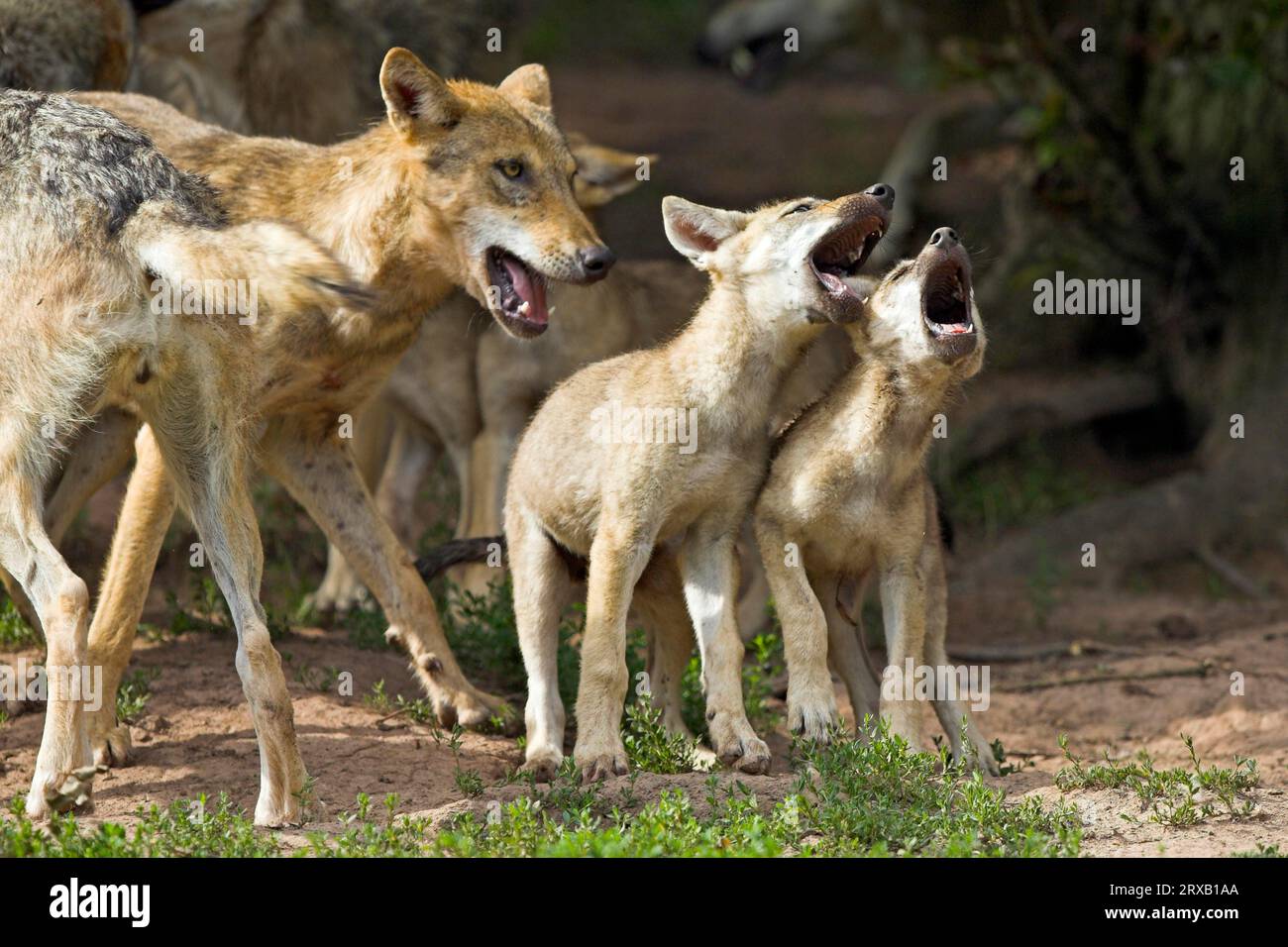 Wolf, gray wolves (Canis lupus), captivity, Germany, young animals Stock Photo - Alamy