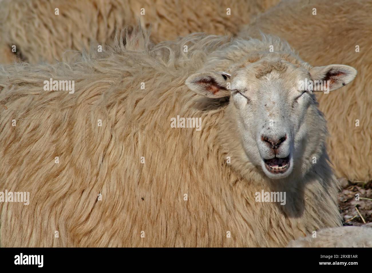 Sheep, eyes closed, chewing Stock Photo - Alamy