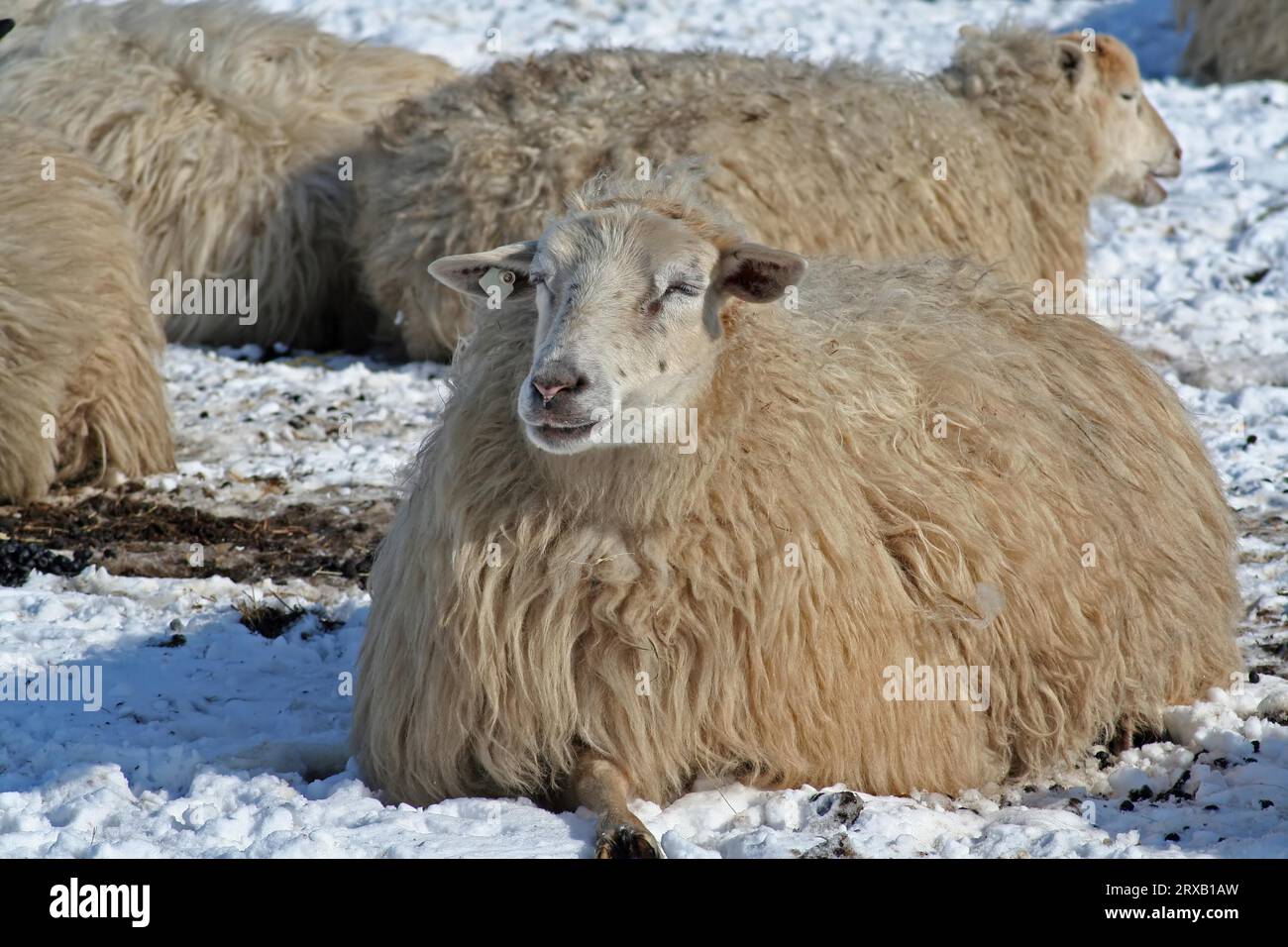 Sheep, sheep, farm animal, farm animals, sheep in the snow Sheep, Sheep ...