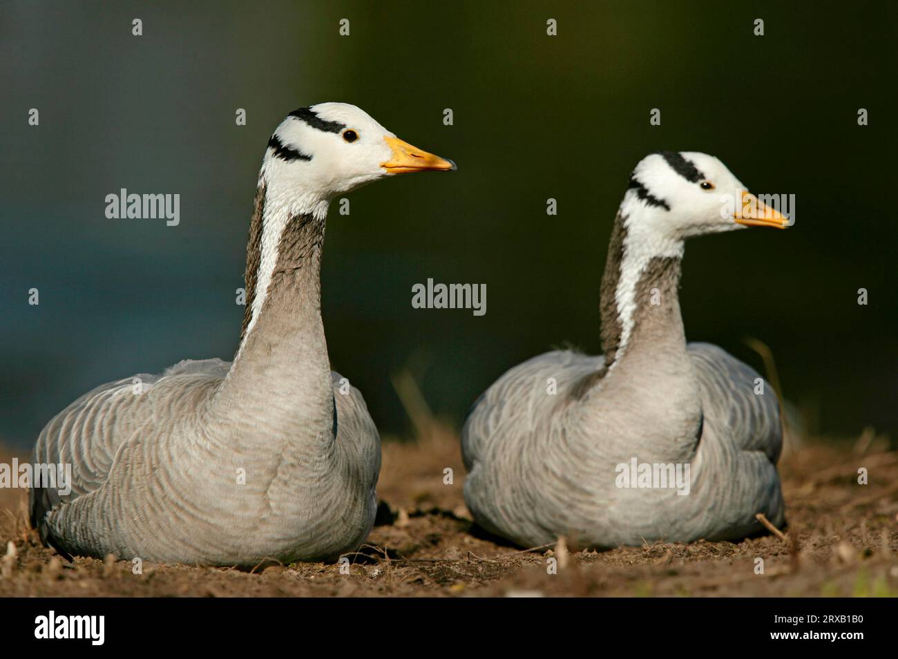 Bar headed geese asia hi-res stock photography and images - Alamy