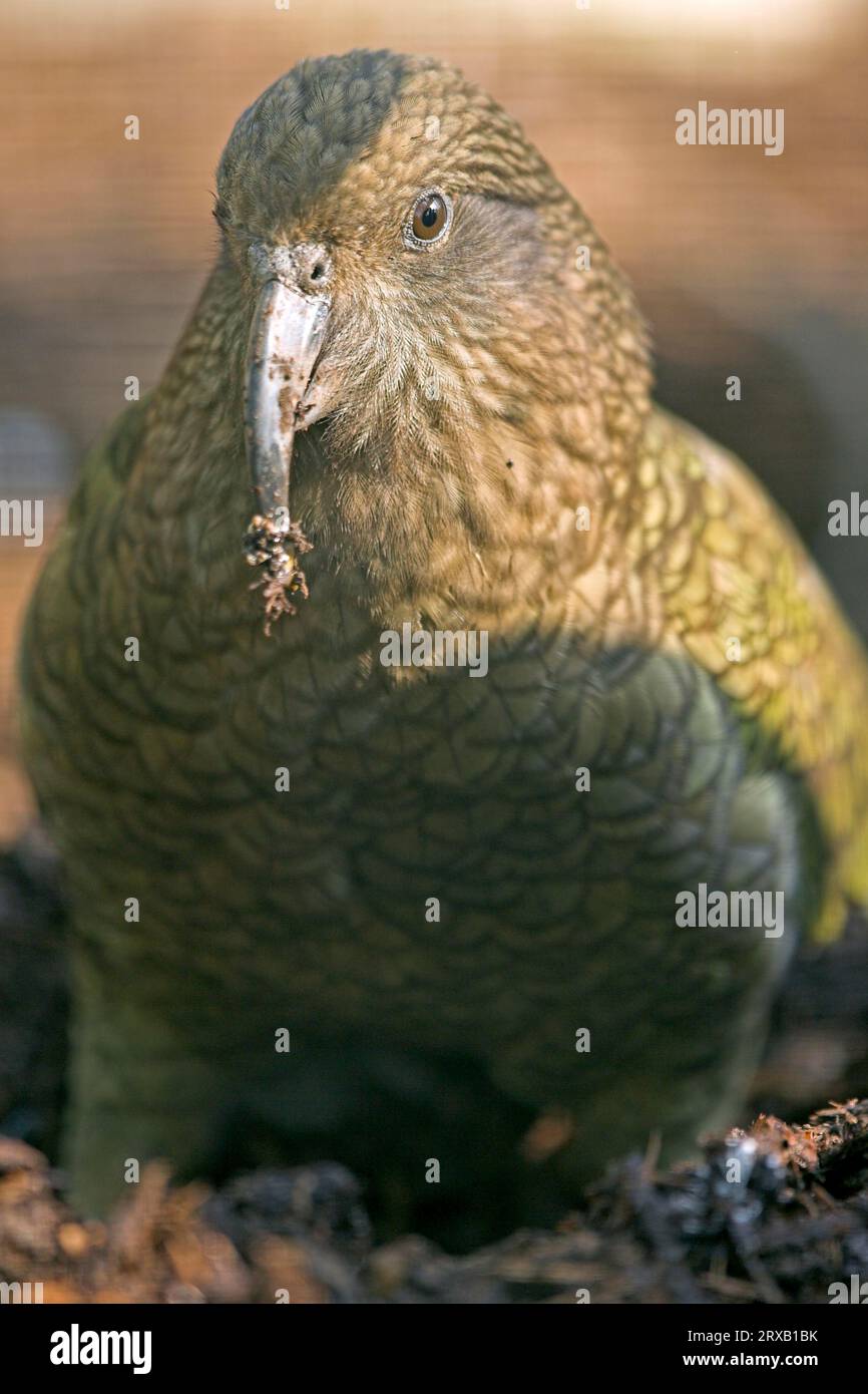 Nestor genus hi-res stock photography and images - Alamy