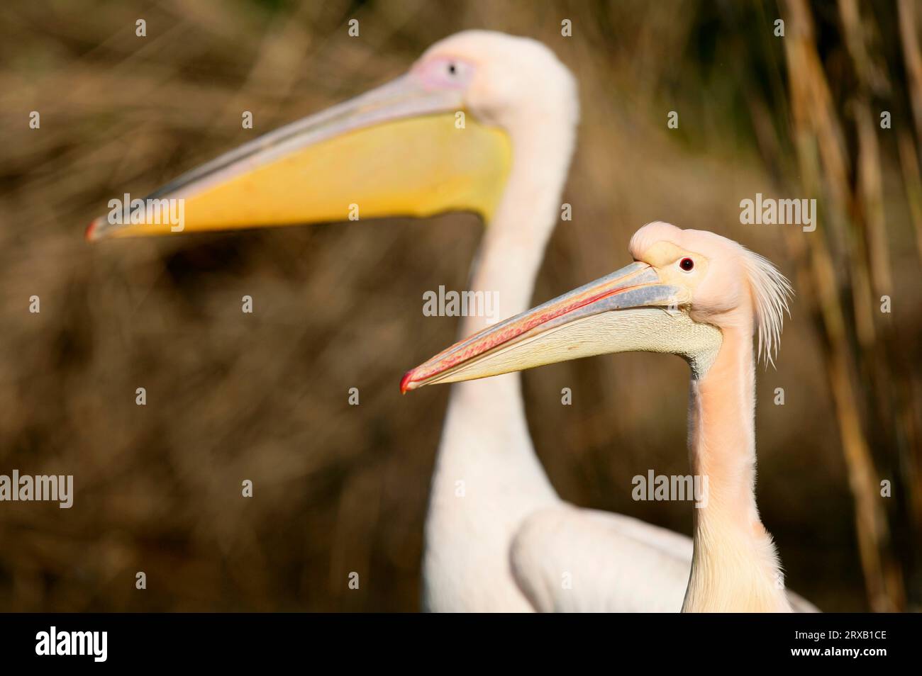 Great white pelican (pelecanus onocrotalus), pink pelican, white ...