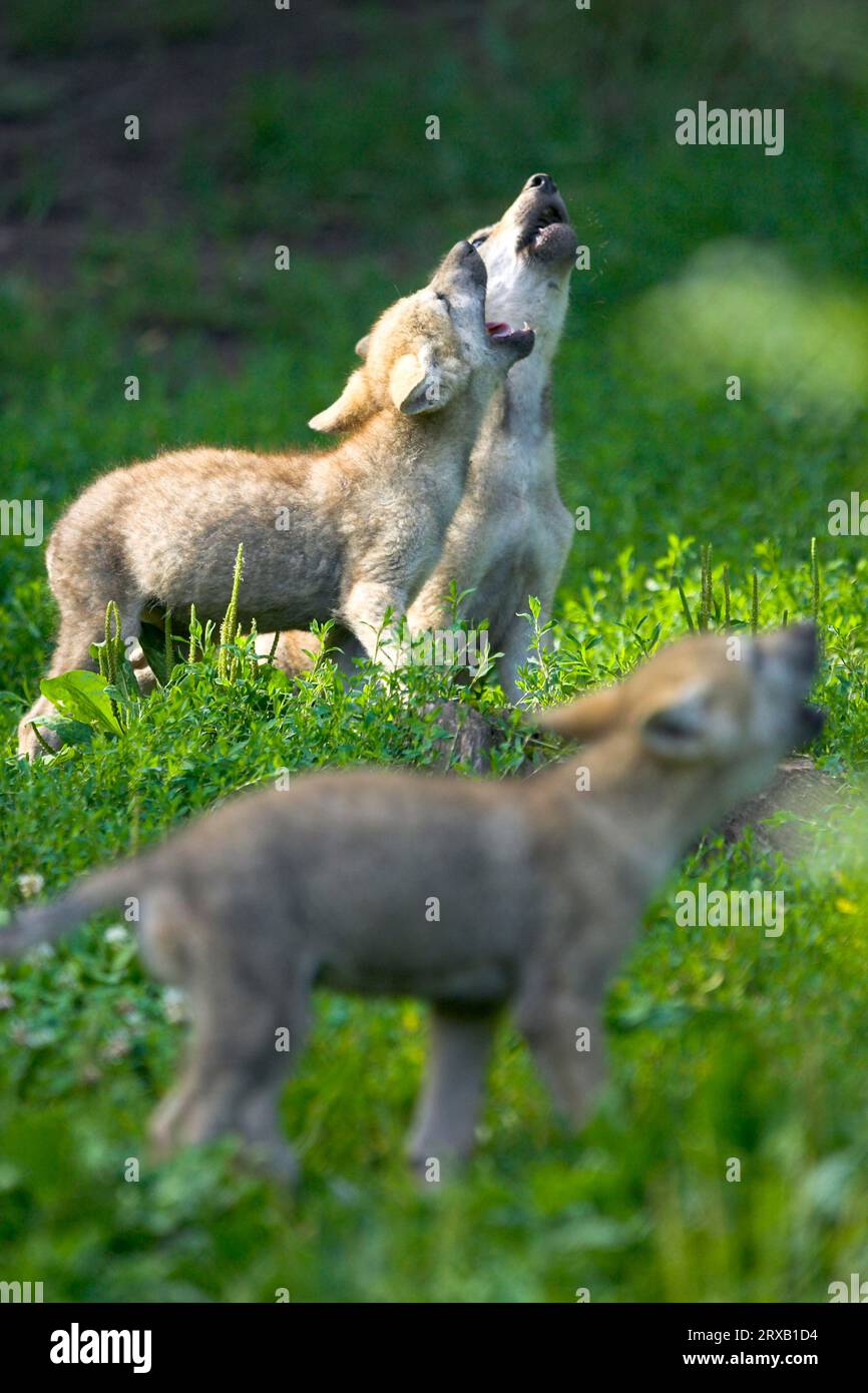 Wolf, gray wolves (Canis lupus), captivity, Germany, young animals ...