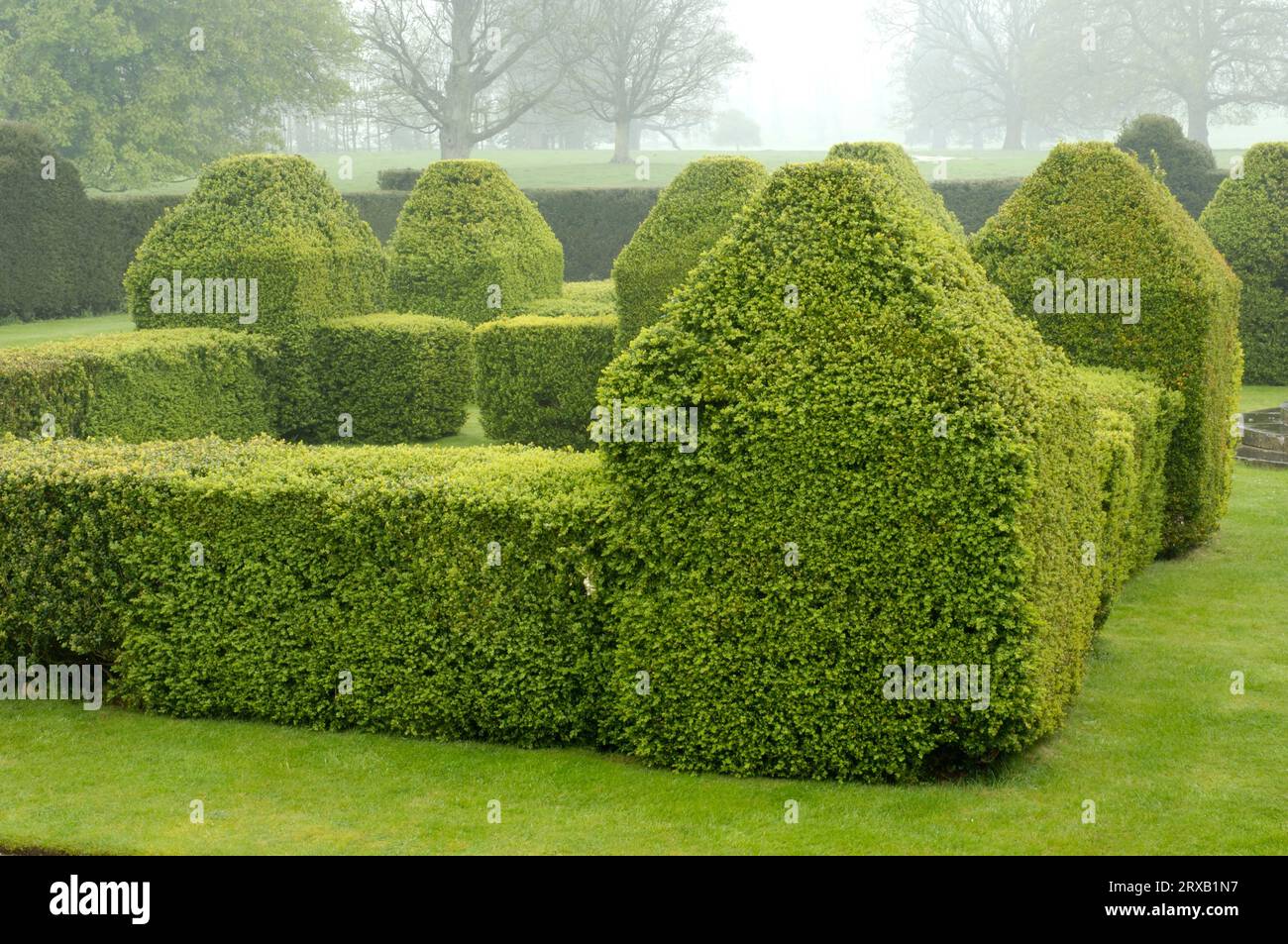 Common box (Buxus sempervirens), Box family (Buxaceae Stock Photo - Alamy