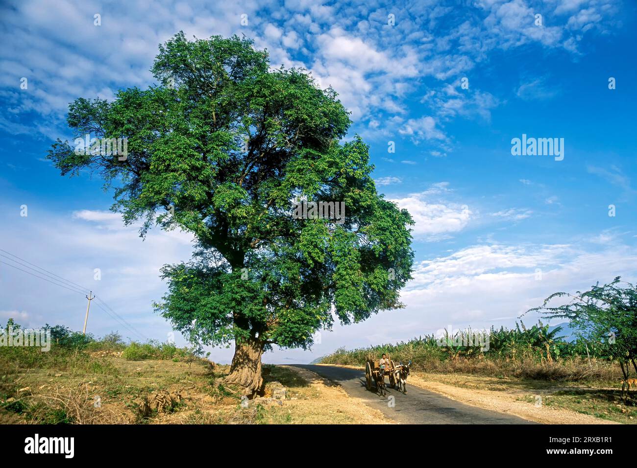 Tamarind plant hi-res stock photography and images - Alamy