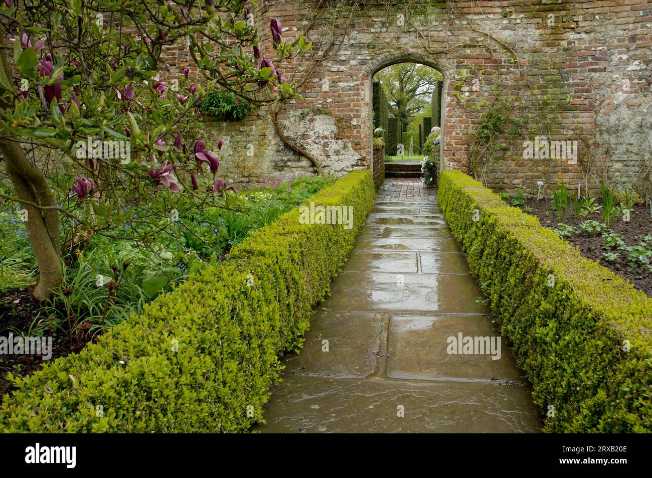 Common box (Buxus sempervirens), Box family (Buxaceae Stock Photo - Alamy
