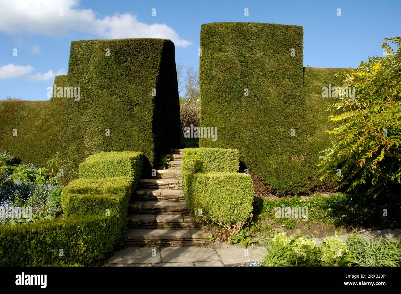 English yew, Great Dixter, England, yew (Taxus baccata), topiary ...
