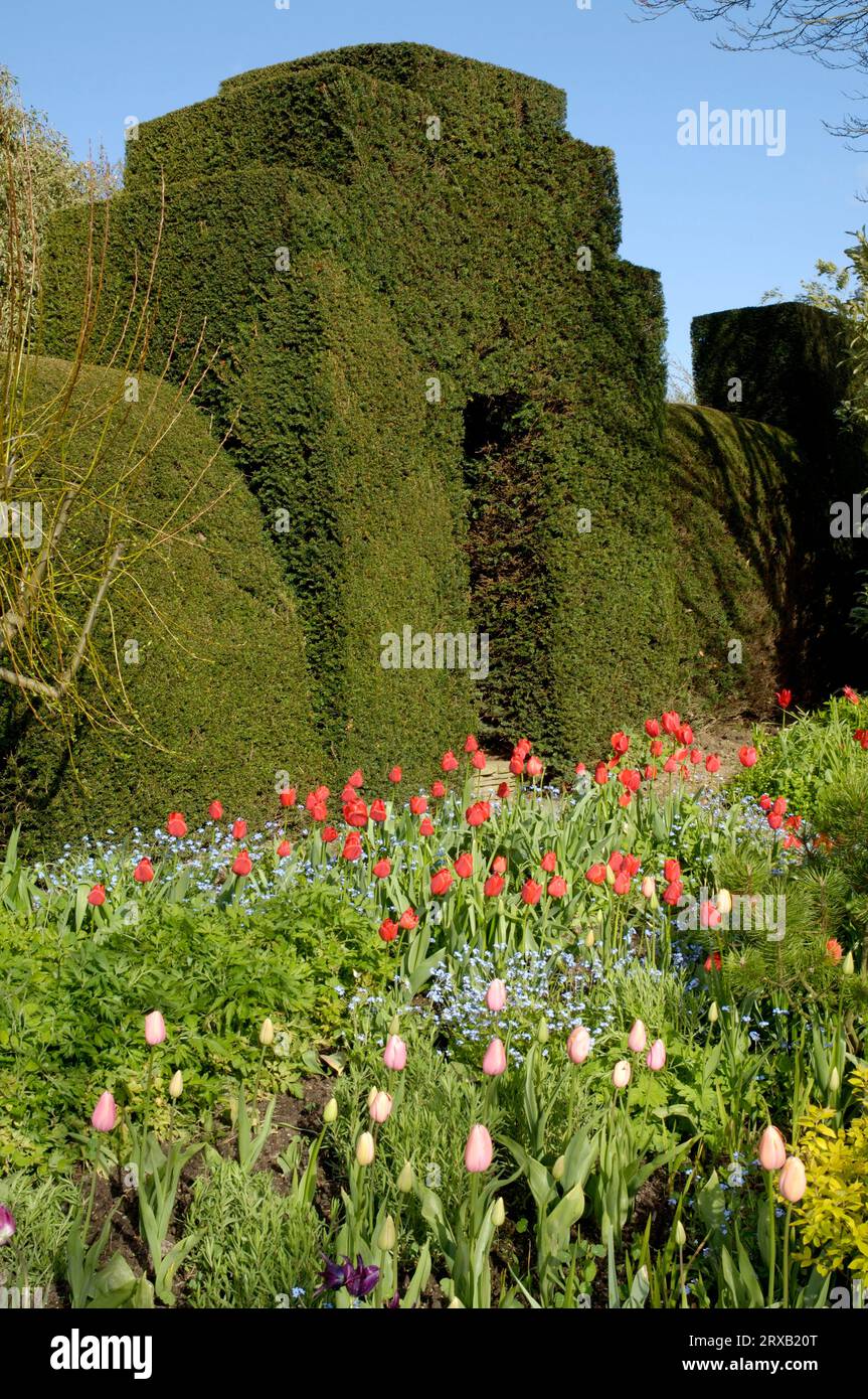 English yew (Taxus baccata), Great Dixter, England, topiary, topiary ...