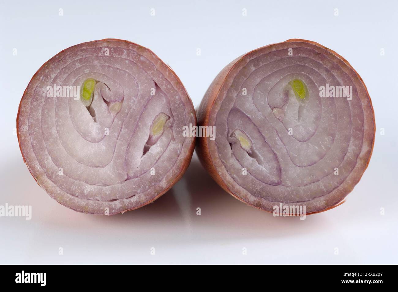 Common onion (Allium cepa) 'Echalot Stock Photo - Alamy