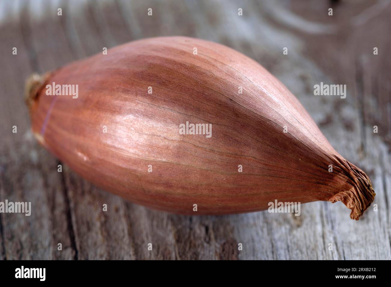 Common onion (Allium cepa) 'Echalot Stock Photo - Alamy