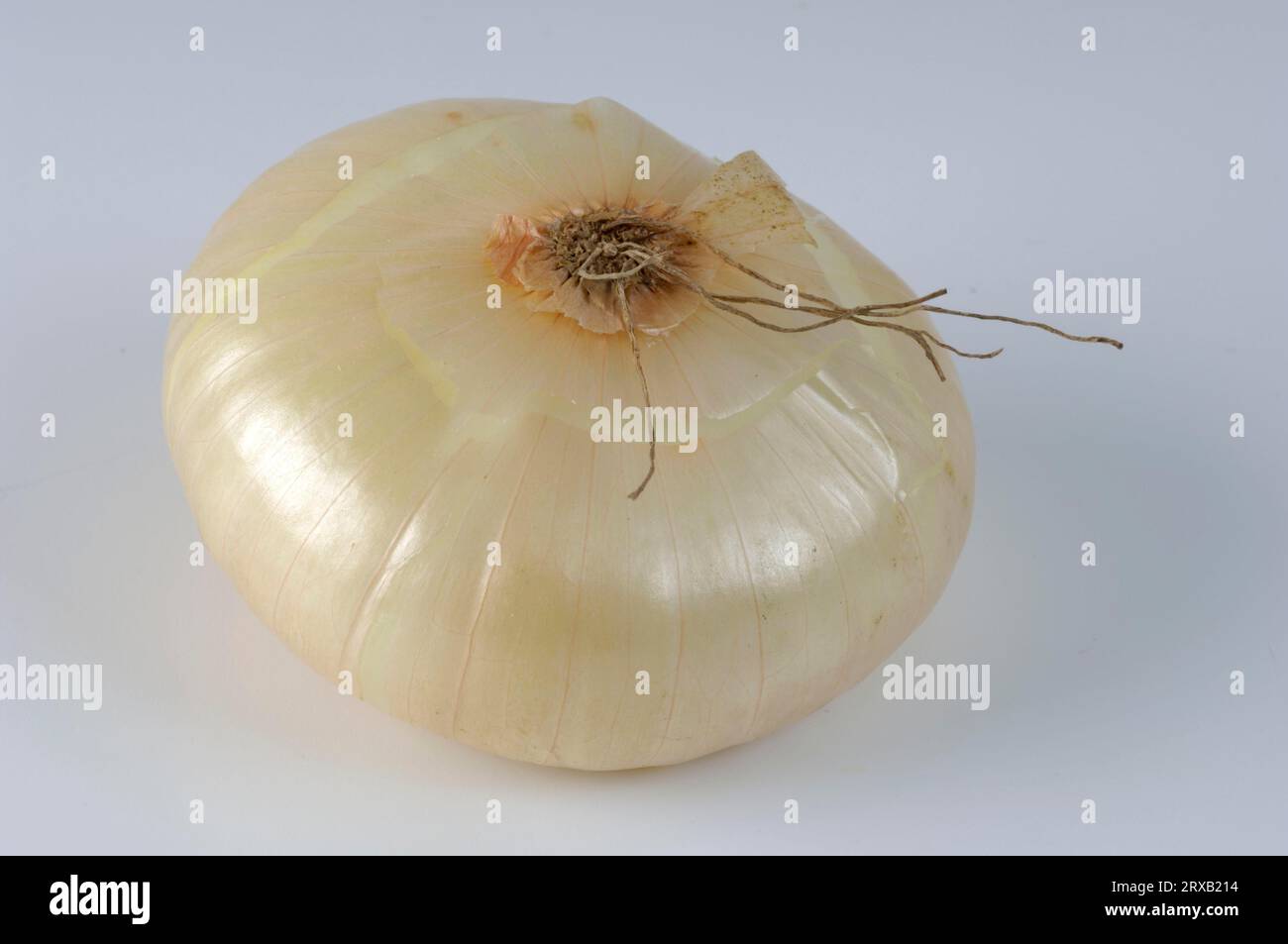 Common onion (Allium cepa) 'Borettan Stock Photo - Alamy