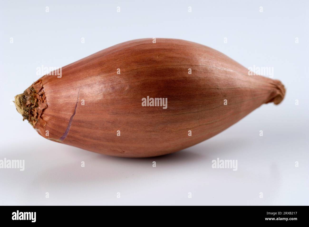 Common onion (Allium cepa) 'Echalot Stock Photo - Alamy