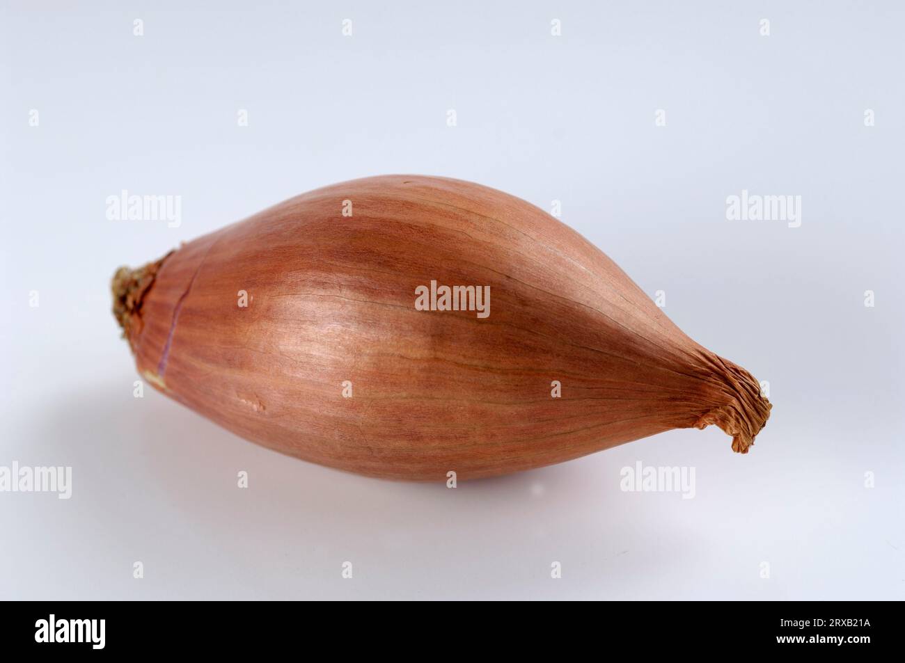 Common onion (Allium cepa) 'Echalot Stock Photo - Alamy