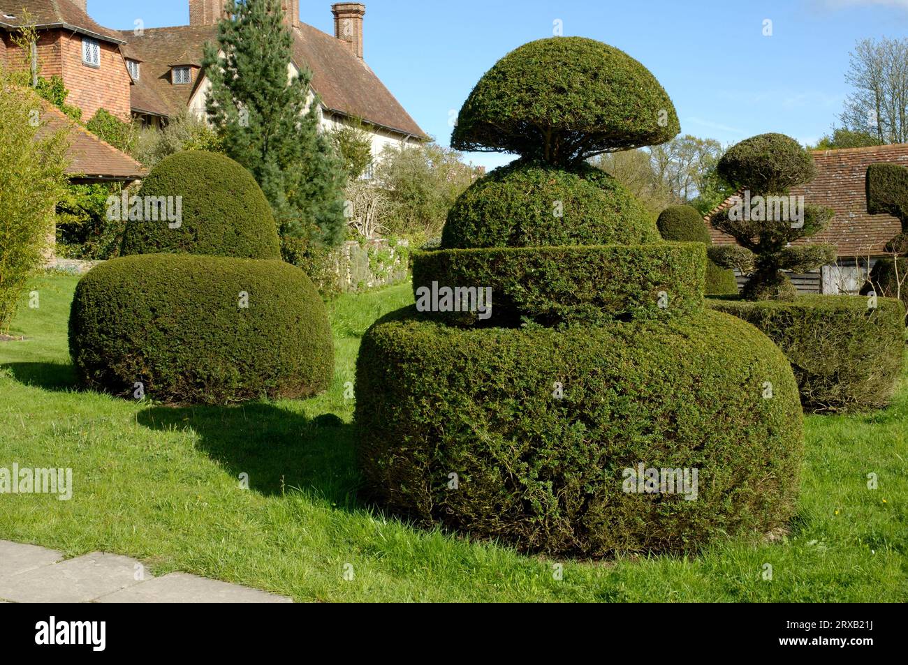Yew topiary taxus baccata hi-res stock photography and images - Alamy
