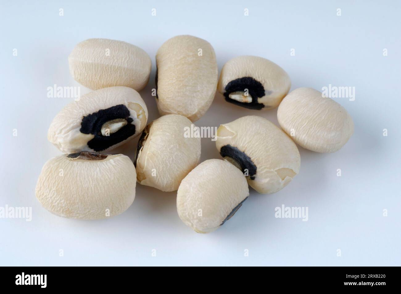 Cowpeas (Vigna unguiculata), cowpea Stock Photo - Alamy
