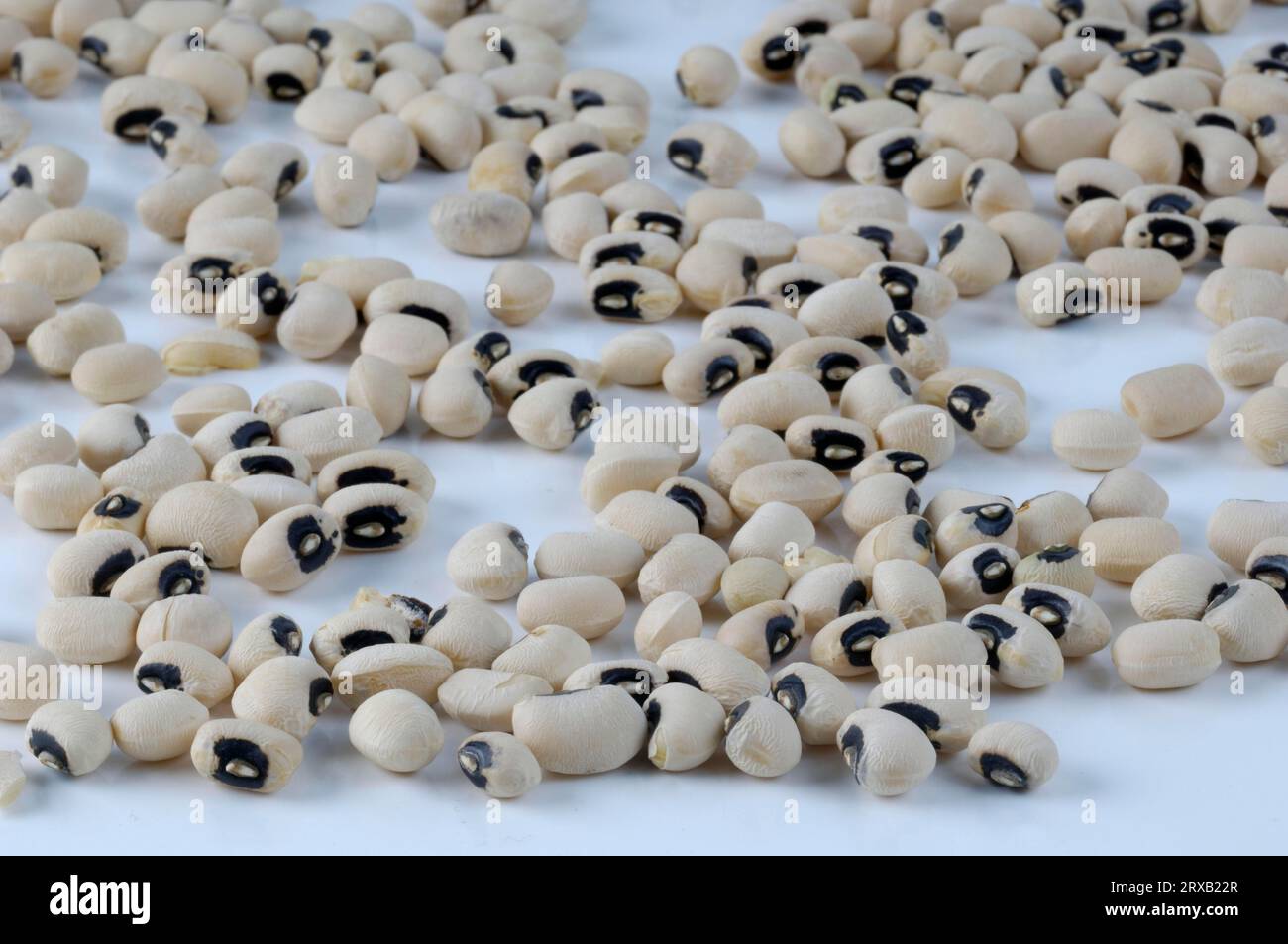 Cowpeas (Vigna unguiculata), cowpea Stock Photo - Alamy