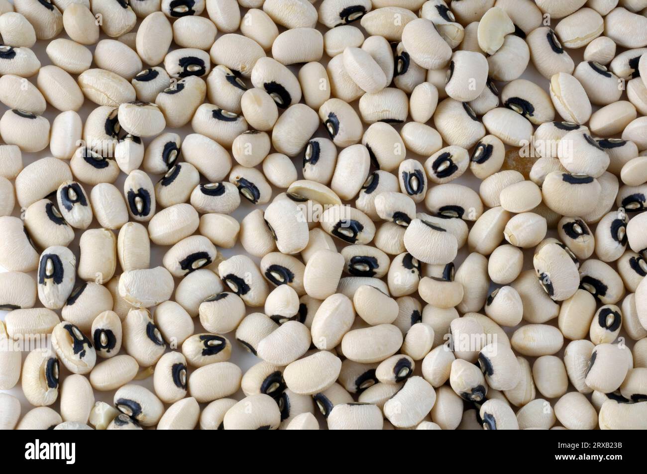 Cowpeas (Vigna unguiculata), cowpea Stock Photo - Alamy