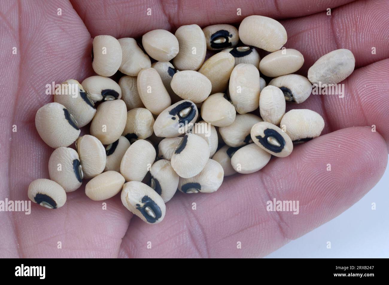 Hand cowpea hi-res stock photography and images - Alamy