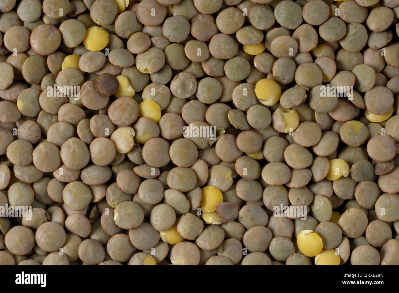 Brown lentils (Lens esculenta) from organic cultivation Stock Photo - Alamy